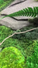 "Welcome to the Jungle" Moss Wall Art – MossArtInstallations
