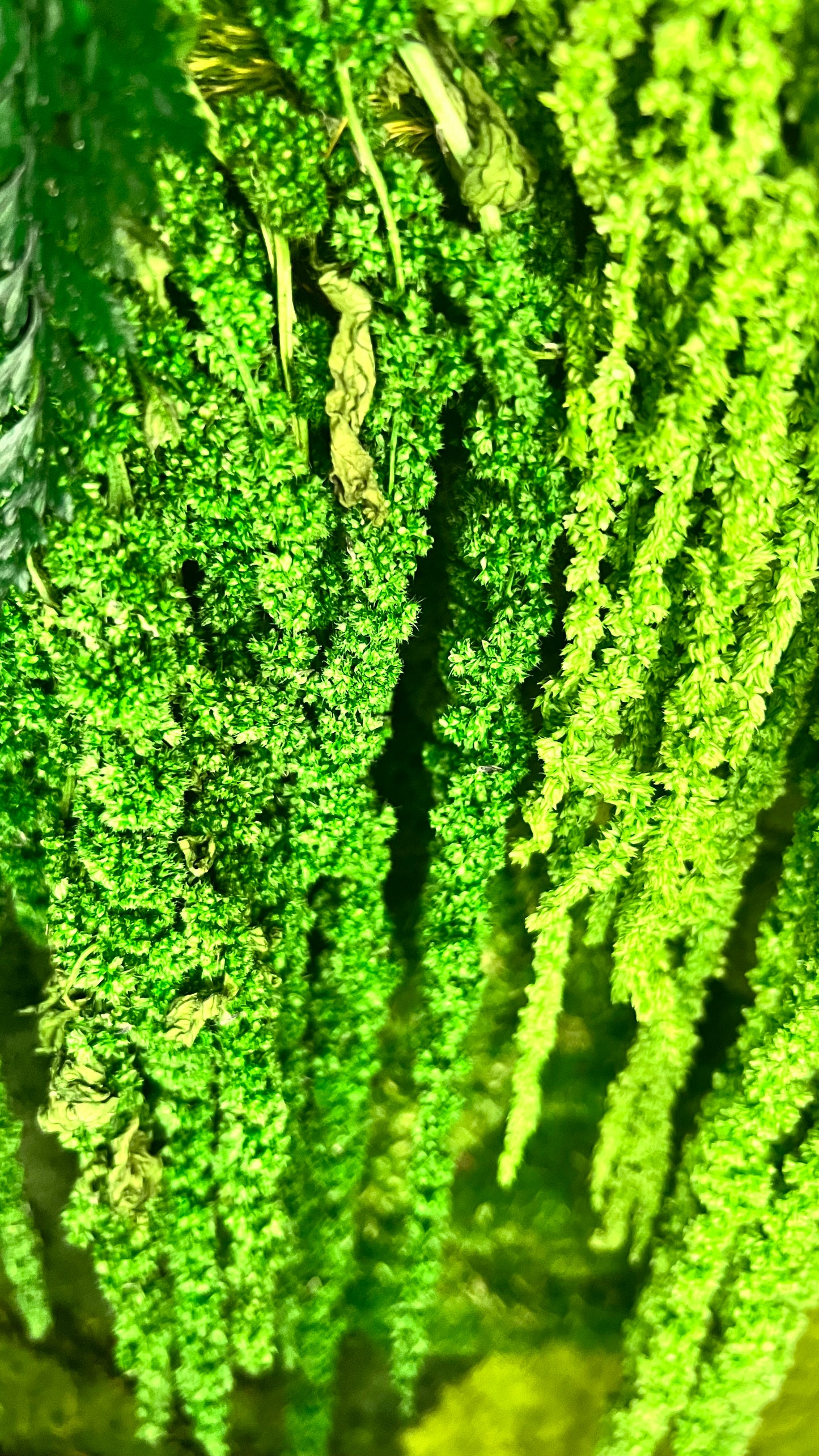 Moss Art Installations – MossArtInstallations
