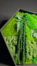 Hexagon Botanical Garden Moss Wall Art by Moss Art Installations ...